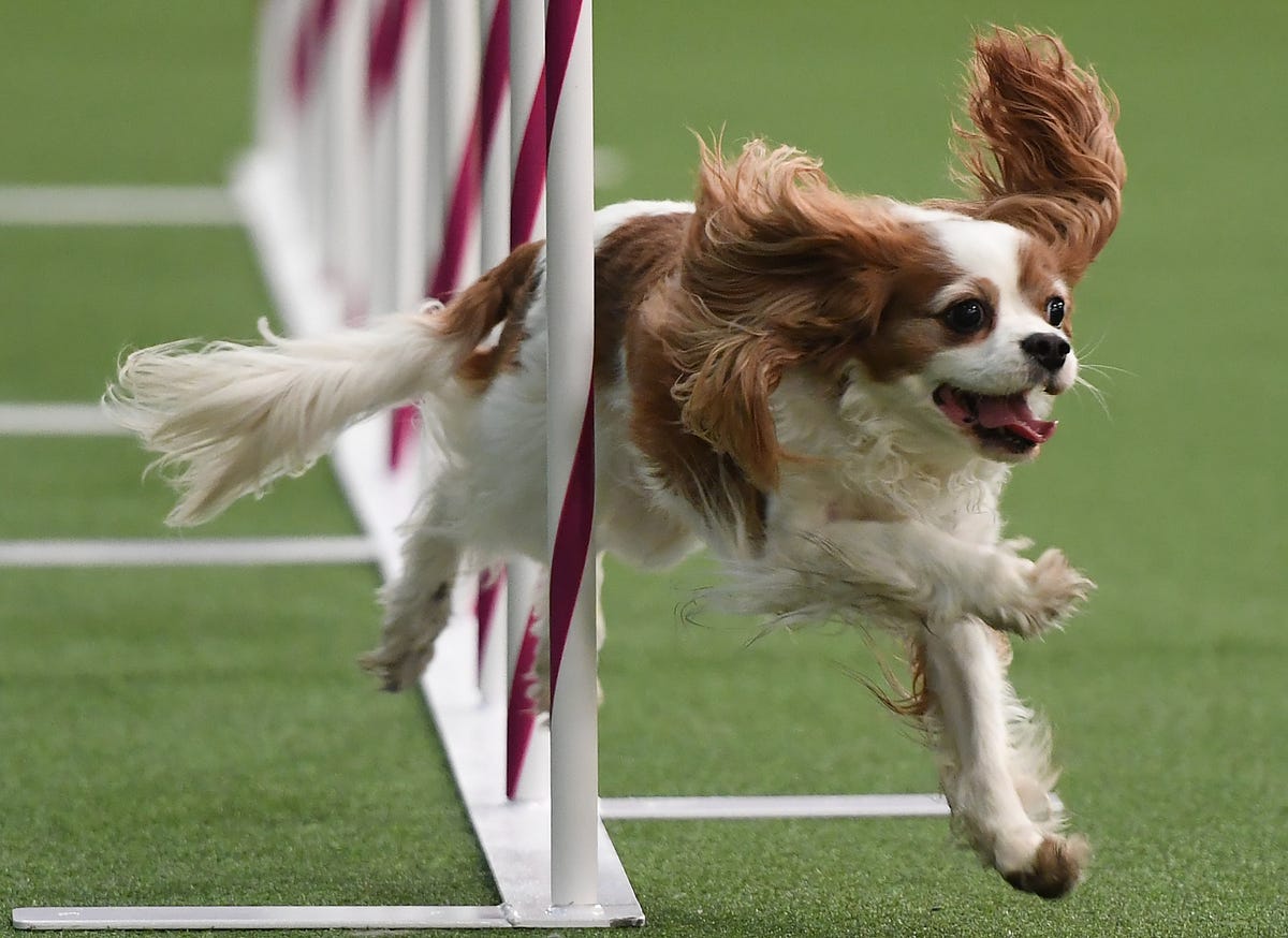 Lessons in Agility: My First Dev Team Project | by Arit Developer | Code Like A Girl