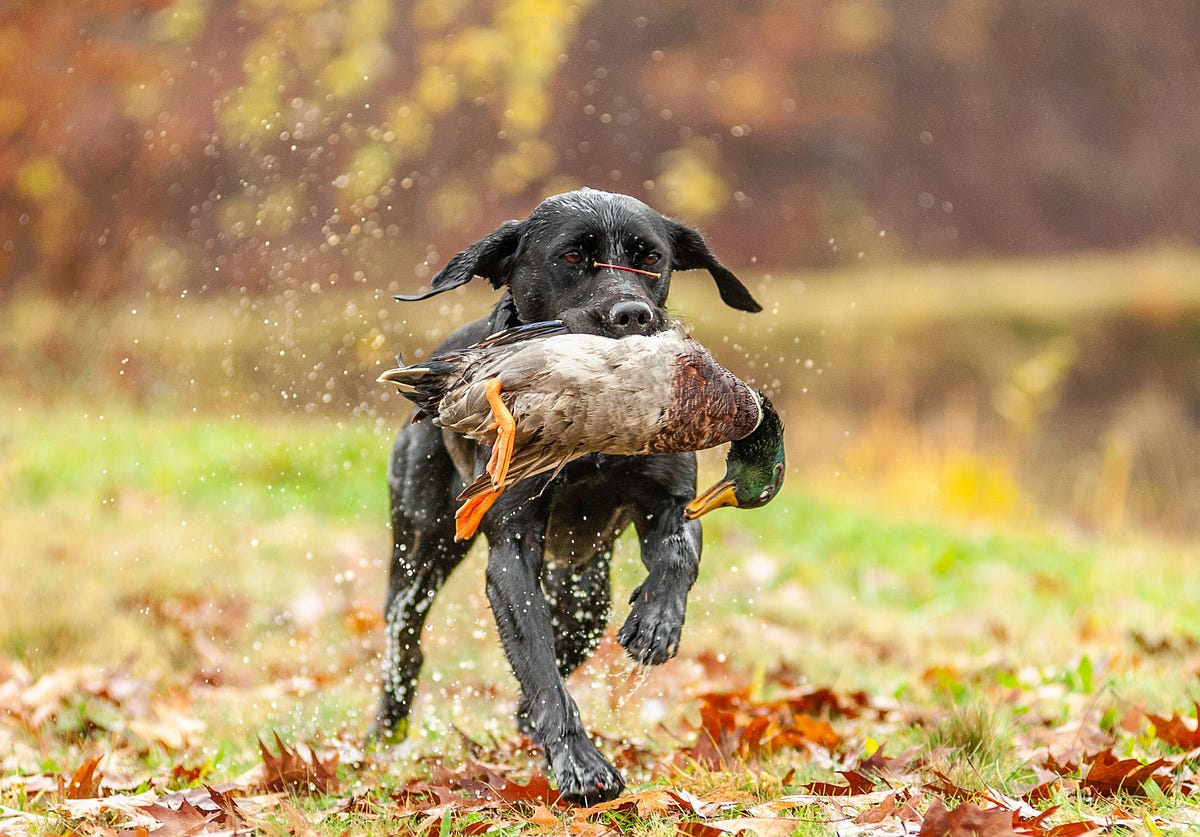 Falling Out. Manipulative dog v. self-obsessed duck | by Perro ...