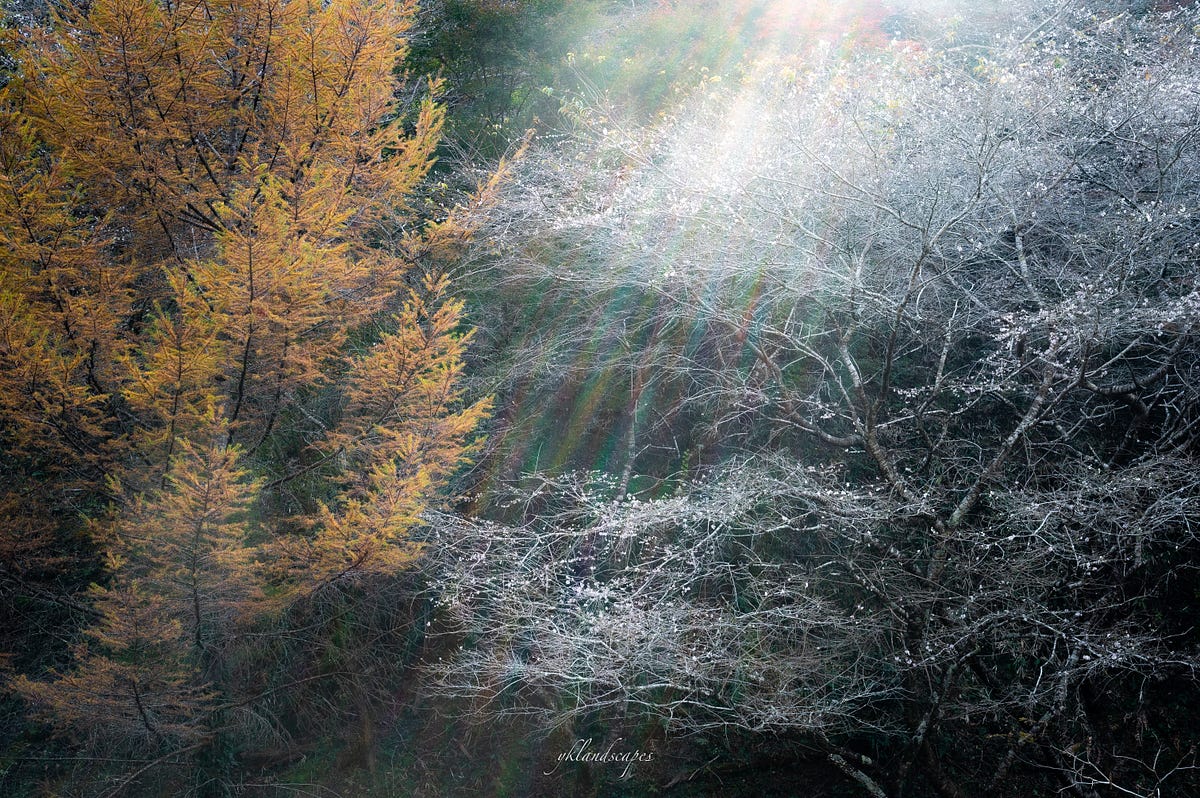 The Cherry Blossom Tree Blooming in Autumn | by Yasuyuki Koyachi | Medium