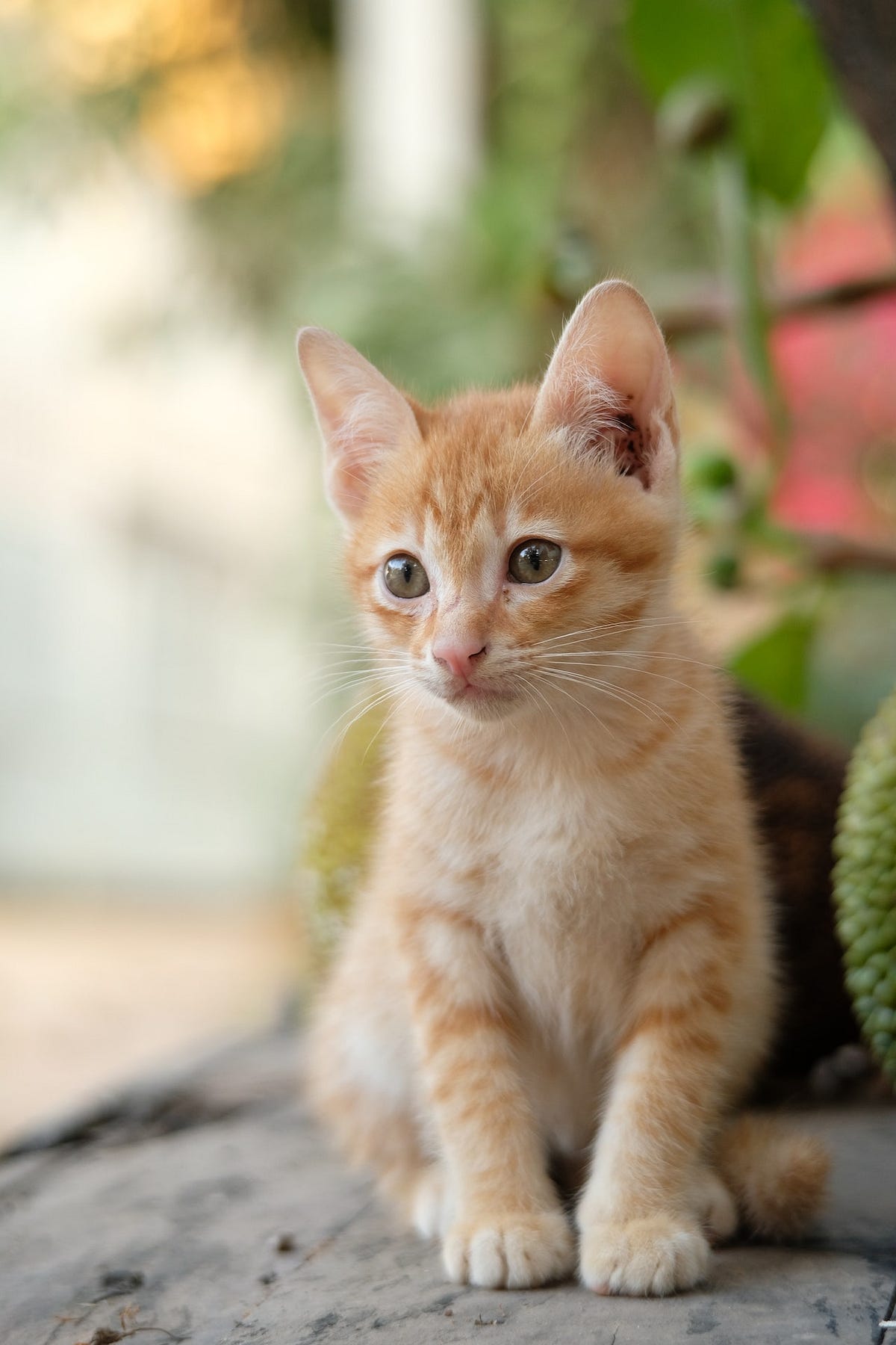 Preventative Measures that will help keep your Cats Away From Diseases ... Preventative Measures that will help keep your Cats Away From Diseases ...