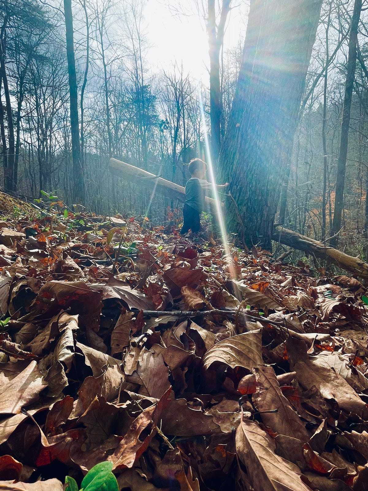 Too Many Leaves. a poem but not really | by Obticeo | Nov, 2023 | Medium