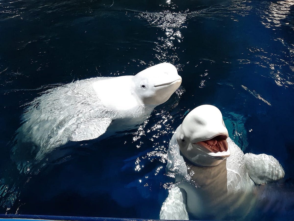 A Tale of Two Whales and the World’s First Beluga Sanctuary | by ...
