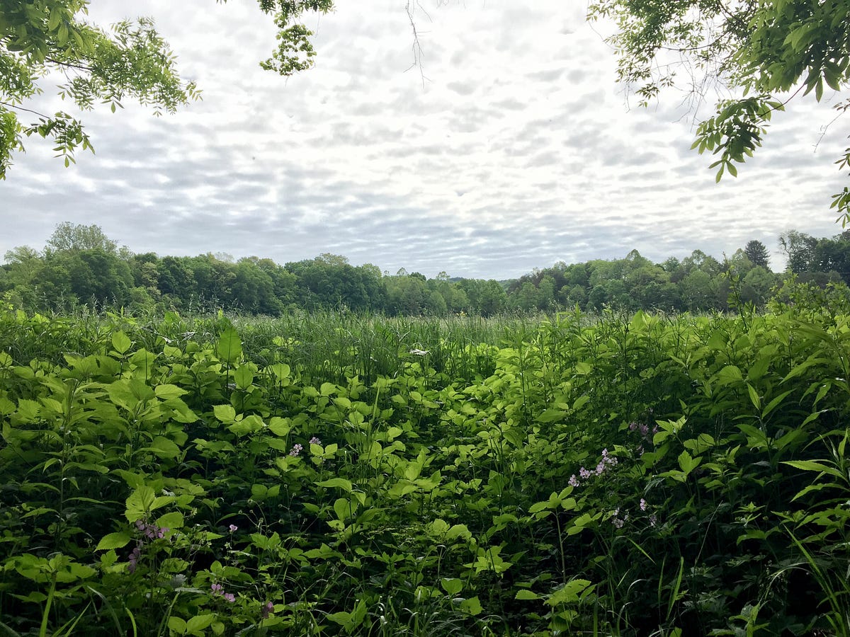 Entry. Green, the fecundity of earth, | by Jason Davis | Medium