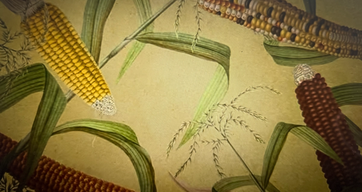 From Fascism to Candy, How Corn Transformed the World as we know it ...