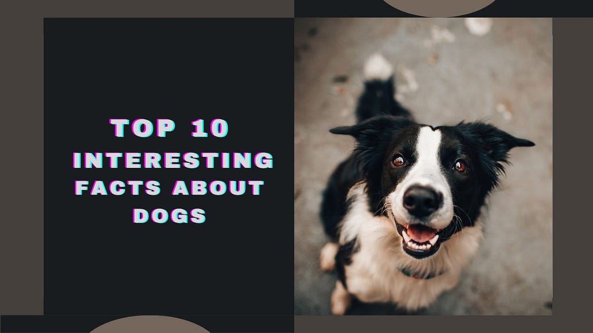 Interesting Facts about Dogs — Facts Plant | by Fact Zone | Medium