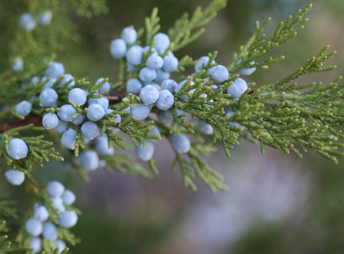 The Secret Superfood: Juniper Berries and Their Amazing Health Benefits ...