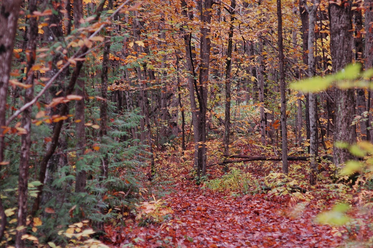 Why We love the Fall Colours. and the Benefits | by J. L. James | Medium