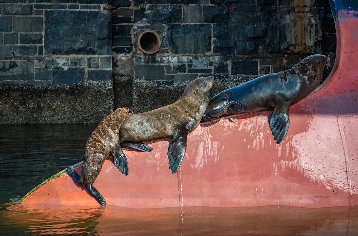 The 3 Dharma Seals: Impermanence, Nonself, and Nirvana | by Zachary ...