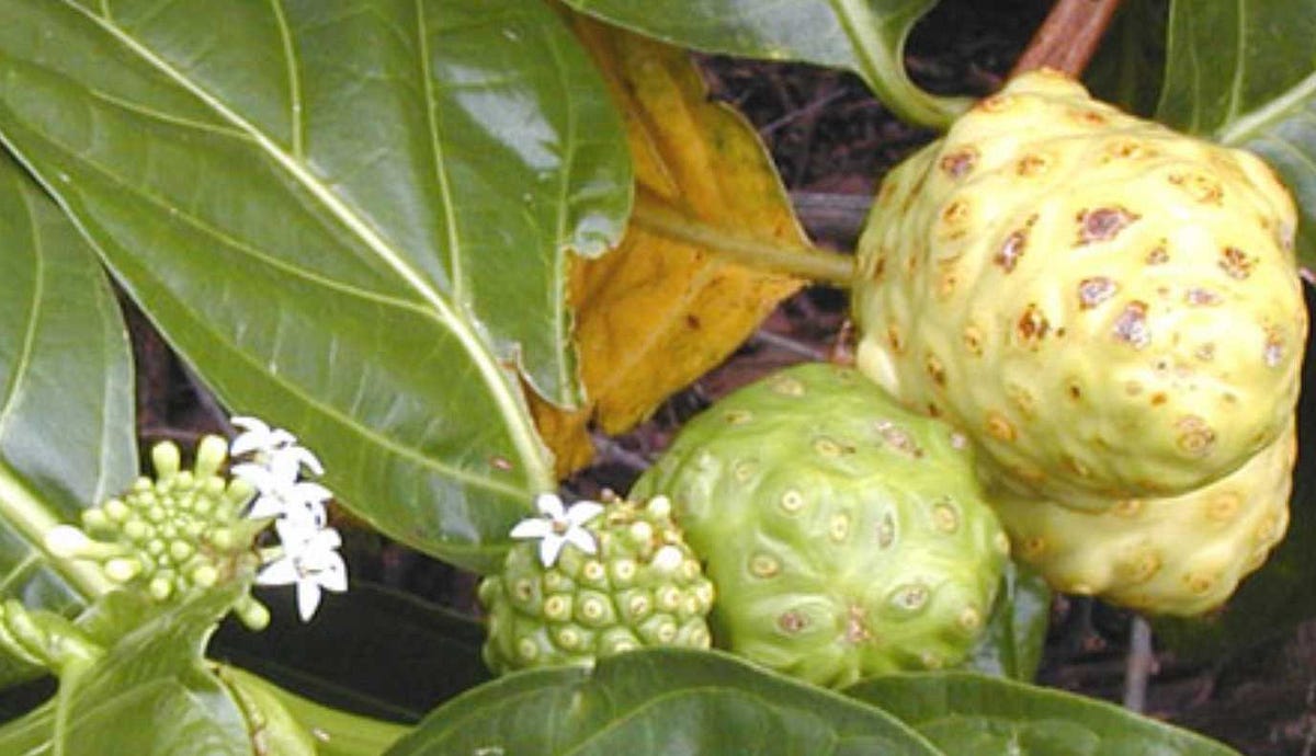 Discover the Benefits of Organic Noni Fruit Juice | by SerbiaVitamins ...