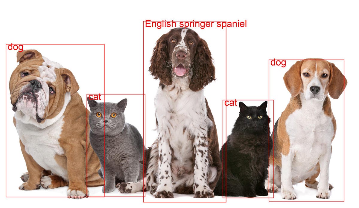 Object Detection 🐶, Tracking in Image — .NET + Azure | by Merwan Chinta | CodeNx | Medium