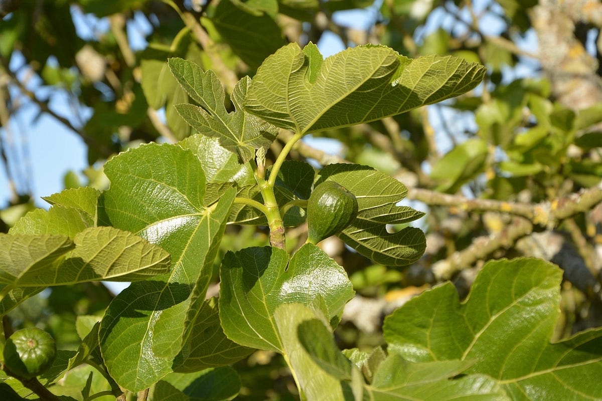 The Fig Tree Analogy: Analysis Paralysis | by Arianna Margetts | Medium