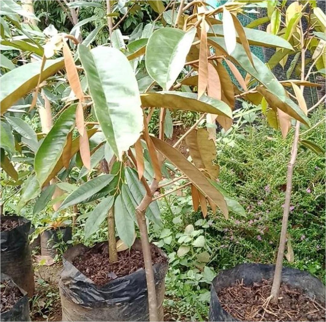 Pohon Durian Tinggi 1 Meter Bibit Buah Lay — Lai Okulasi Ready Stock ...