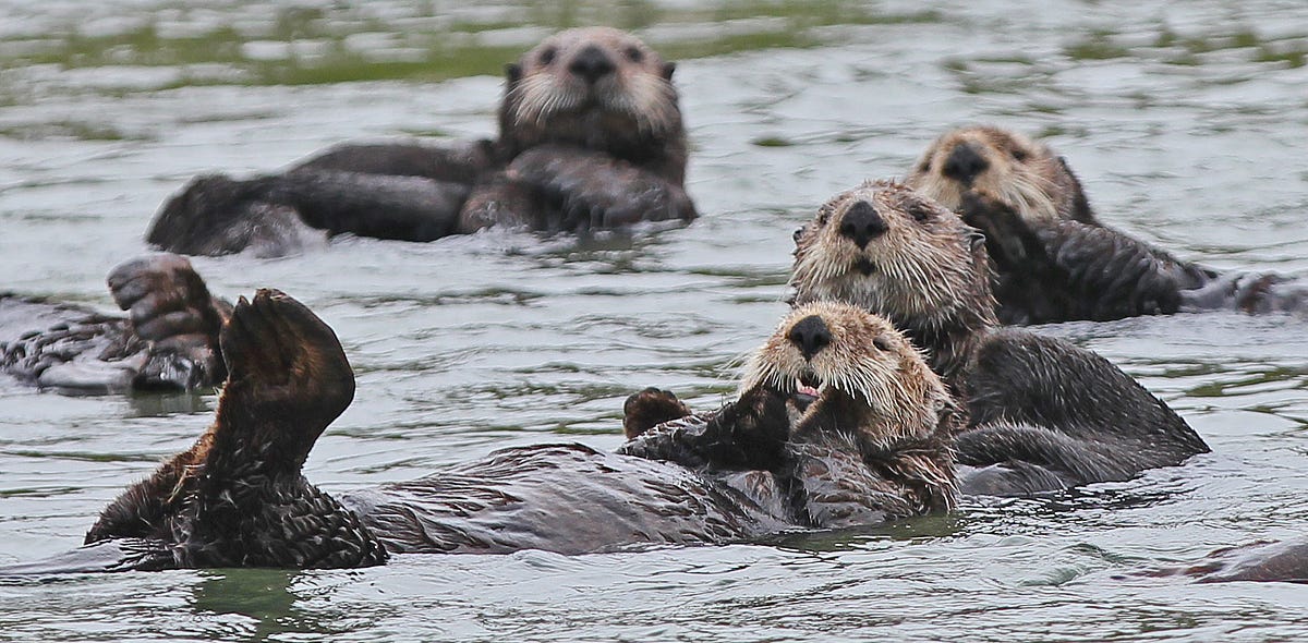 5 Animals Threatened by Pacific Oil Drilling | by Steven T. Jones ...