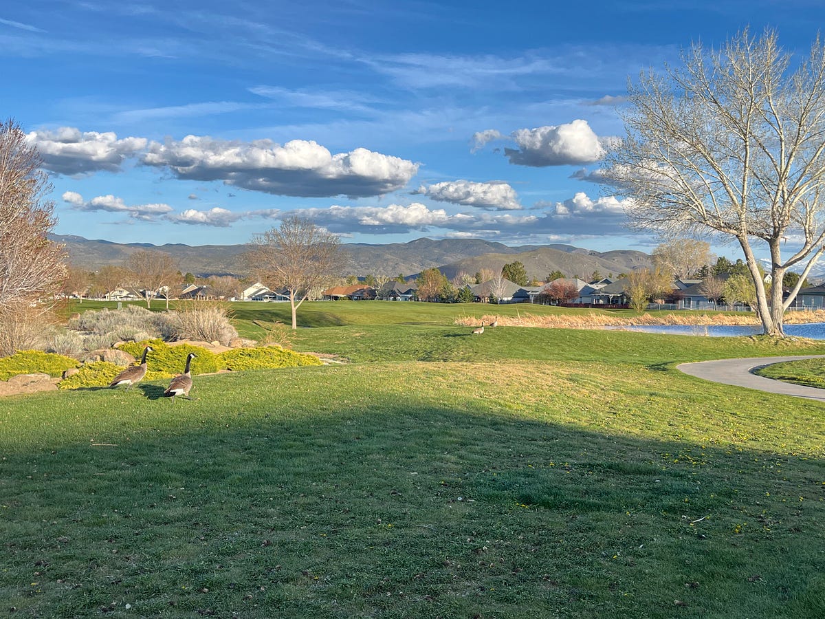 Spring Flowers and Daily Walks. April 15–21, 2024 | by Kim Zuch | Weeds ...