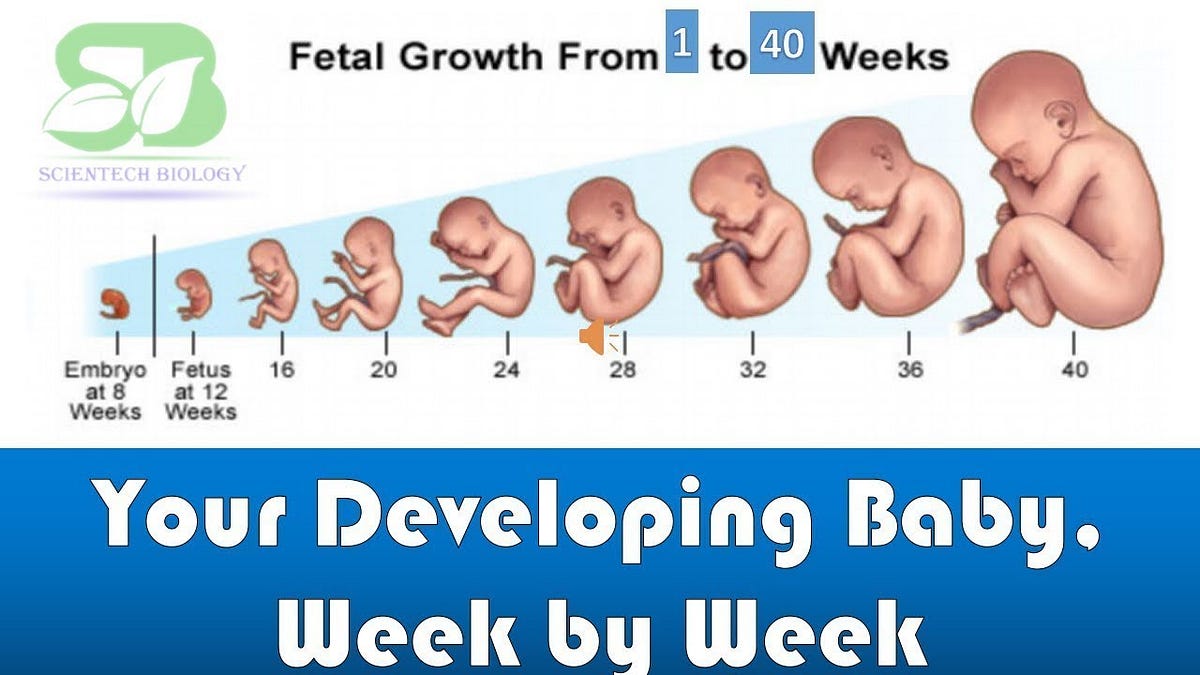 “Get to know the fetal development week by week” | by Rathaselvaraj ...