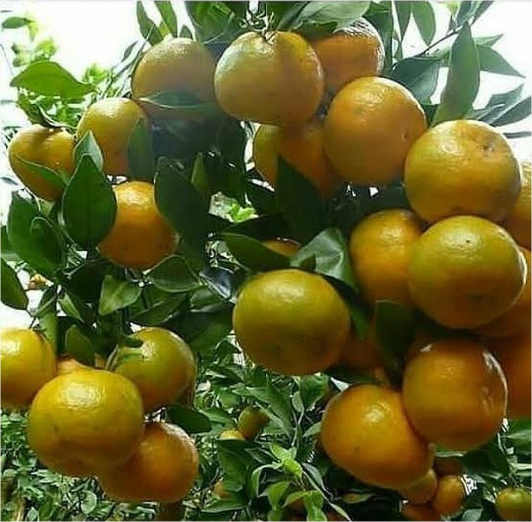 Bibit Jeruk Batu 55 Keprok Tuban Terlaris | by Ardiman Sawo Kecik | Medium