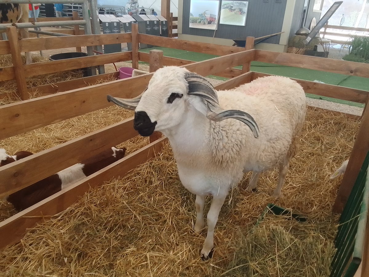 # Animal Wealth in Morocco: Success of the International Agriculture ...