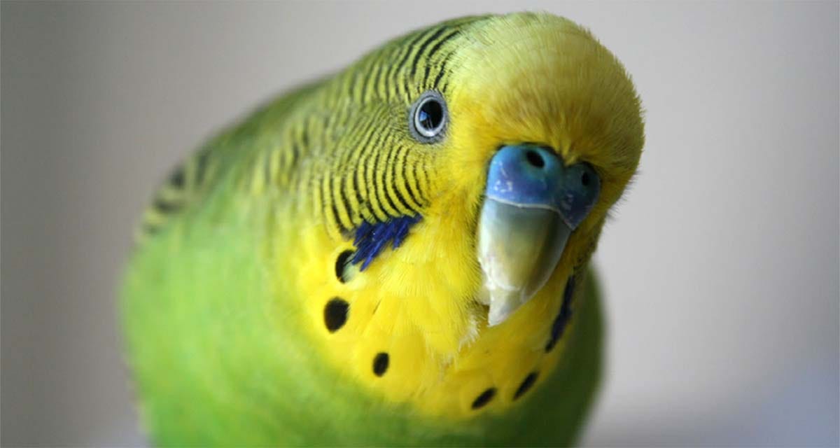 What To Do When Your Parrot Flies Away | Medium