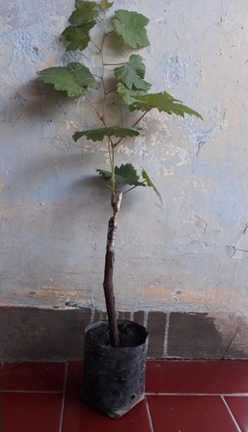 Bibit Anggur Import Everest Grafting Asli Valid Jembrana Terlengkap ...