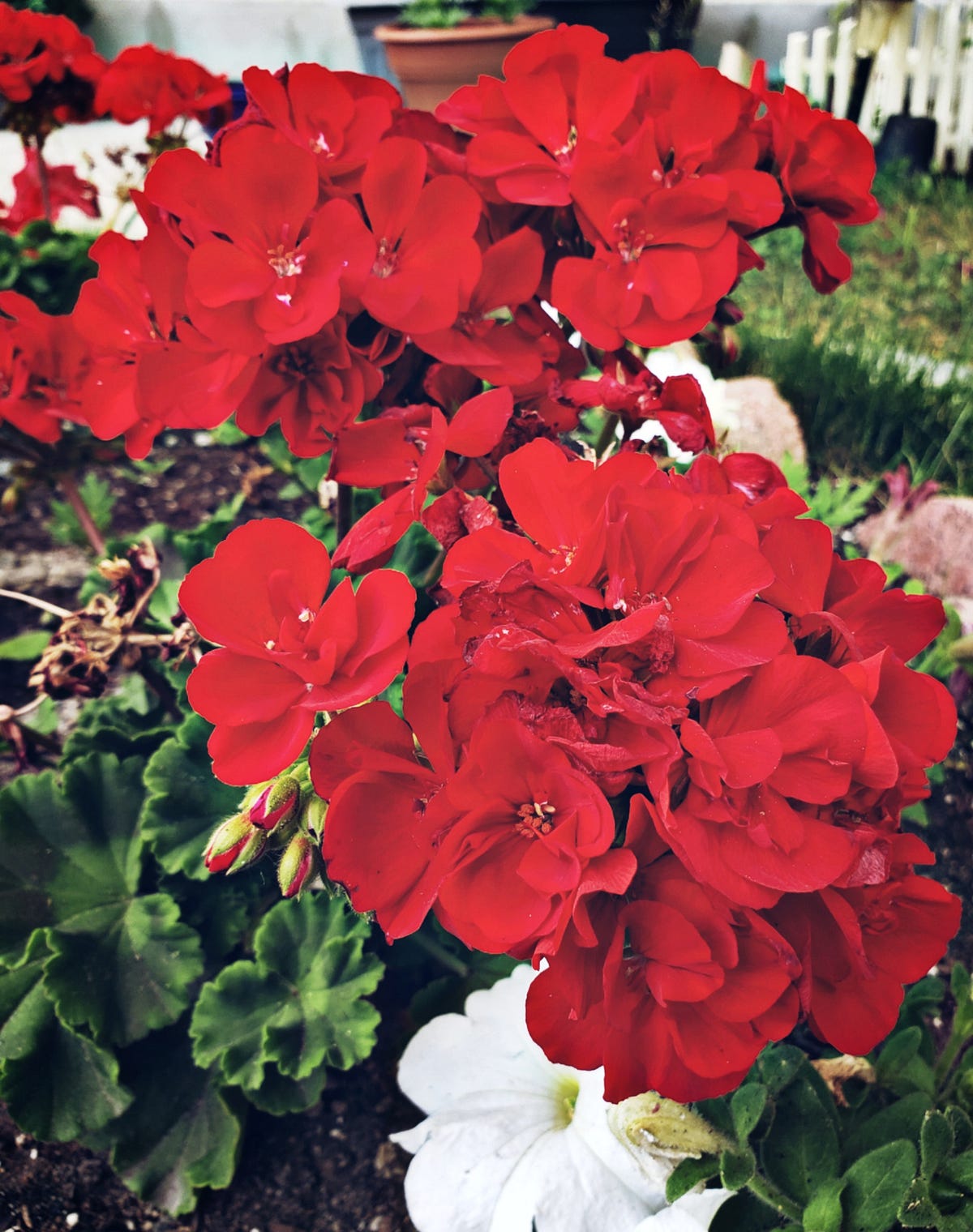 Red Petals Glowing. And the Associated Charm | by Suntonu Bhadra ...