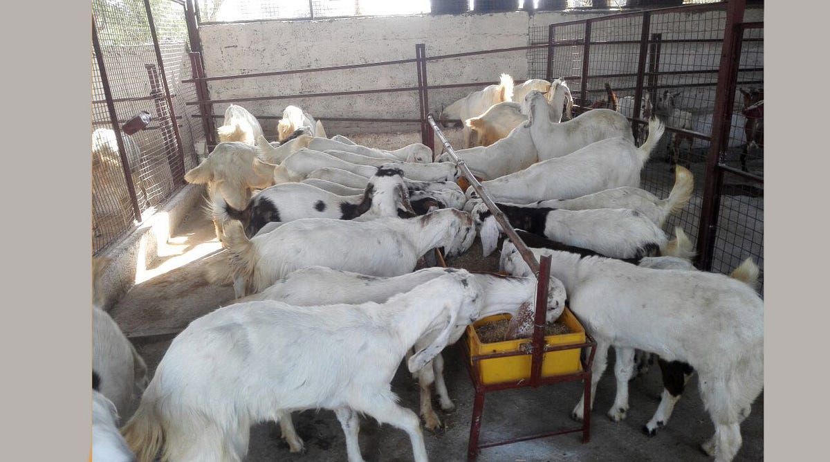How to Start Goat Farming Business in India | by Greenoriginenterprises ...