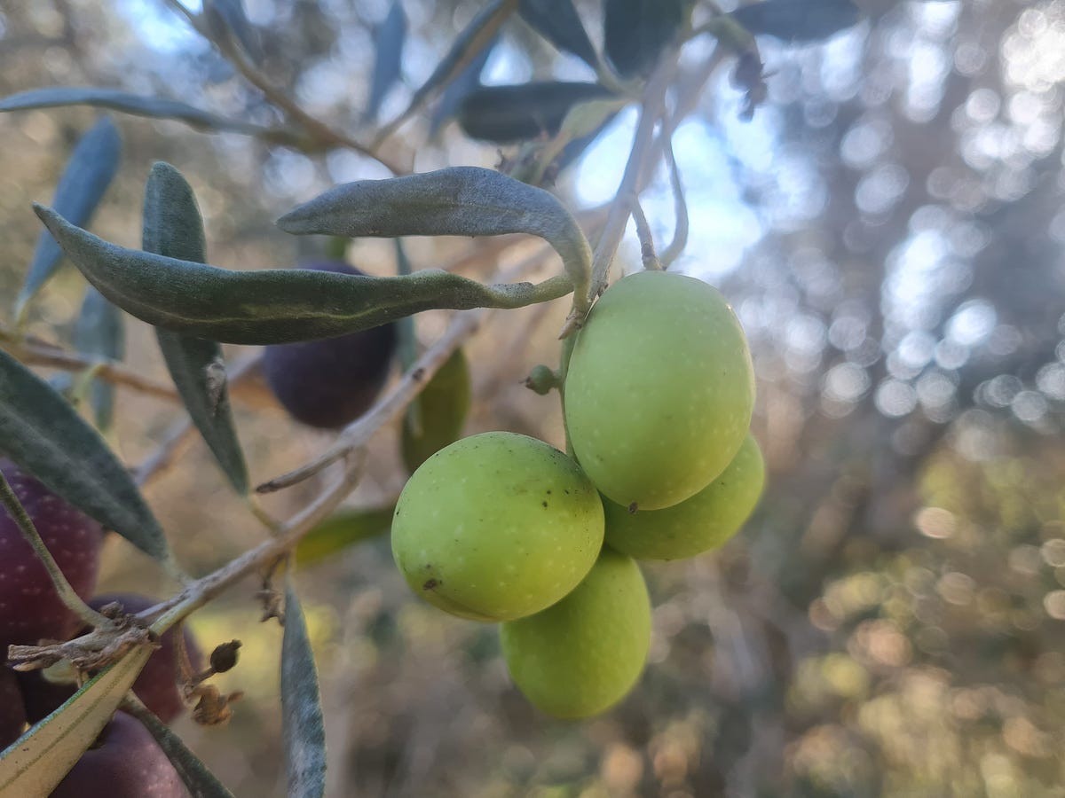 What’s the deal with olive oil’s “Acidity Level”? | by Ehud Soriano ...