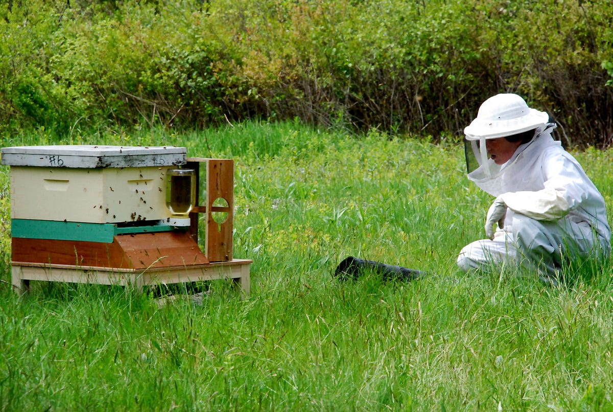 Hive observation | by Orren Fox | Medium