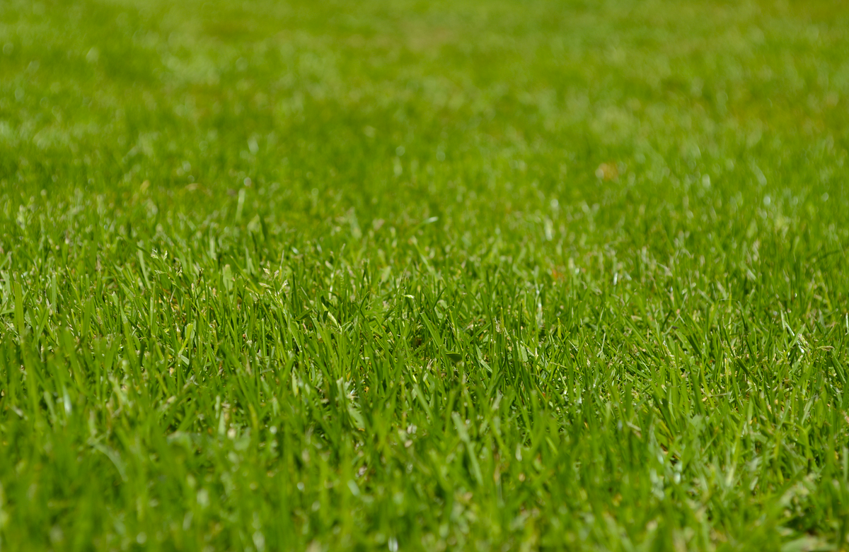 Common lawn types in Australia. Before you hire any kind of lawn mowing ...