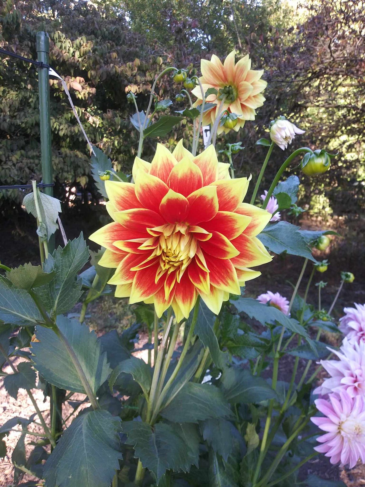 In Bloom- A Delightful Dahlia Garden in Seattle | by Jocelyn Joy Thomas ...