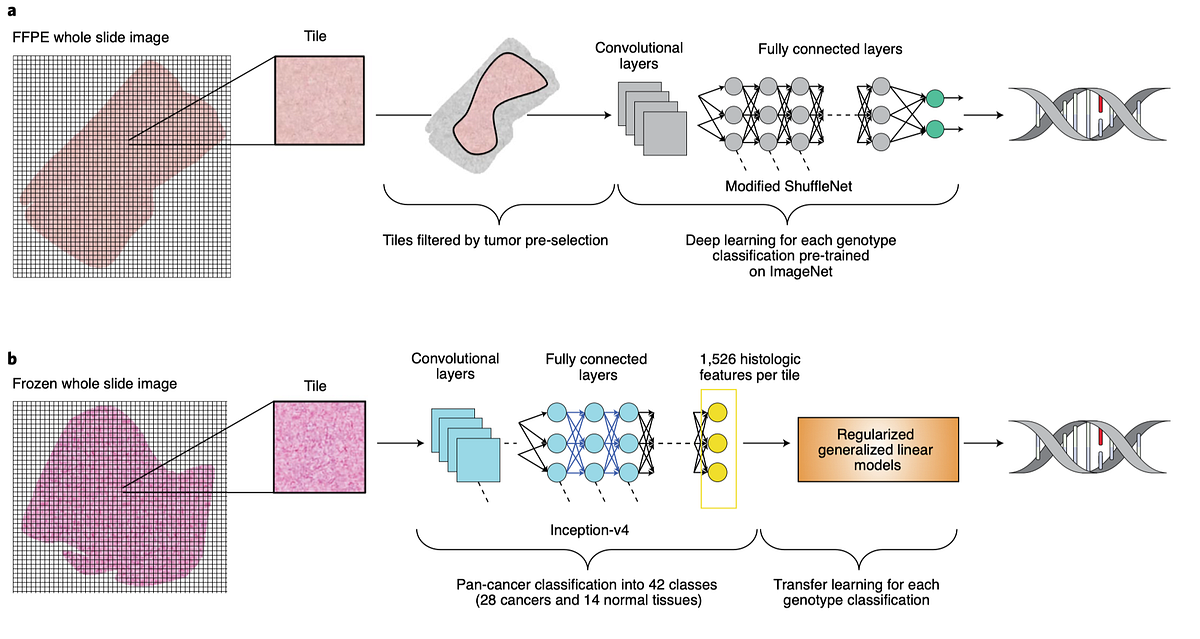 Links between histology images and genetic alteration | by Joey XY | Medium