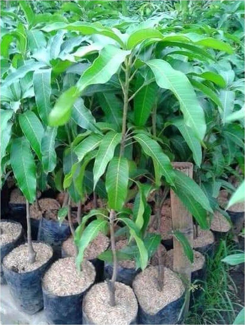 Bibit Mangga Mahatir Lamongan Terlengkap | by yuni kamboja | Medium