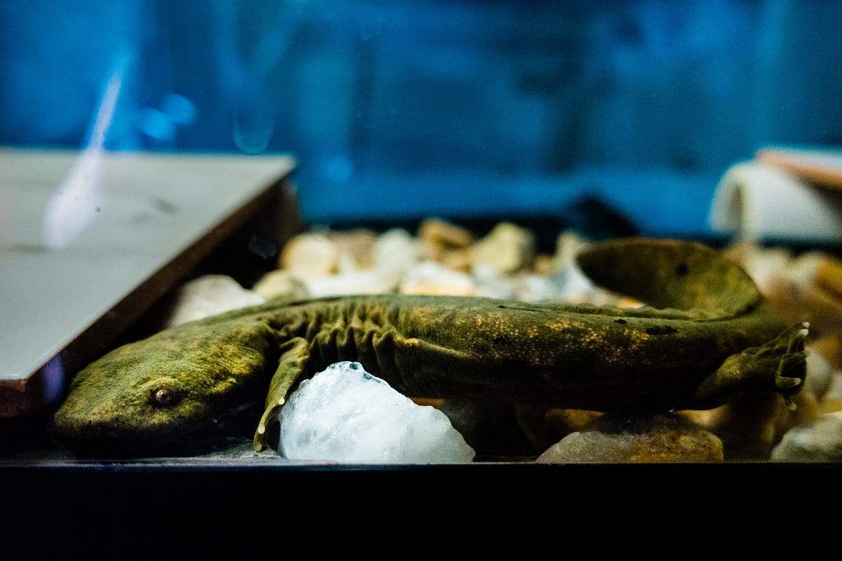 A salamander’s struggle for survival | by U.S. Fish & Wildlife Service ...