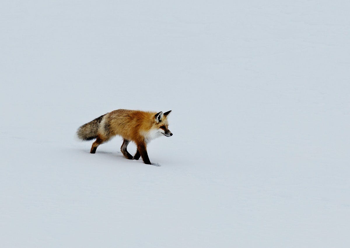 7 Tricks for Capturing the Magic of Snow | Click, Click, PHOTO!