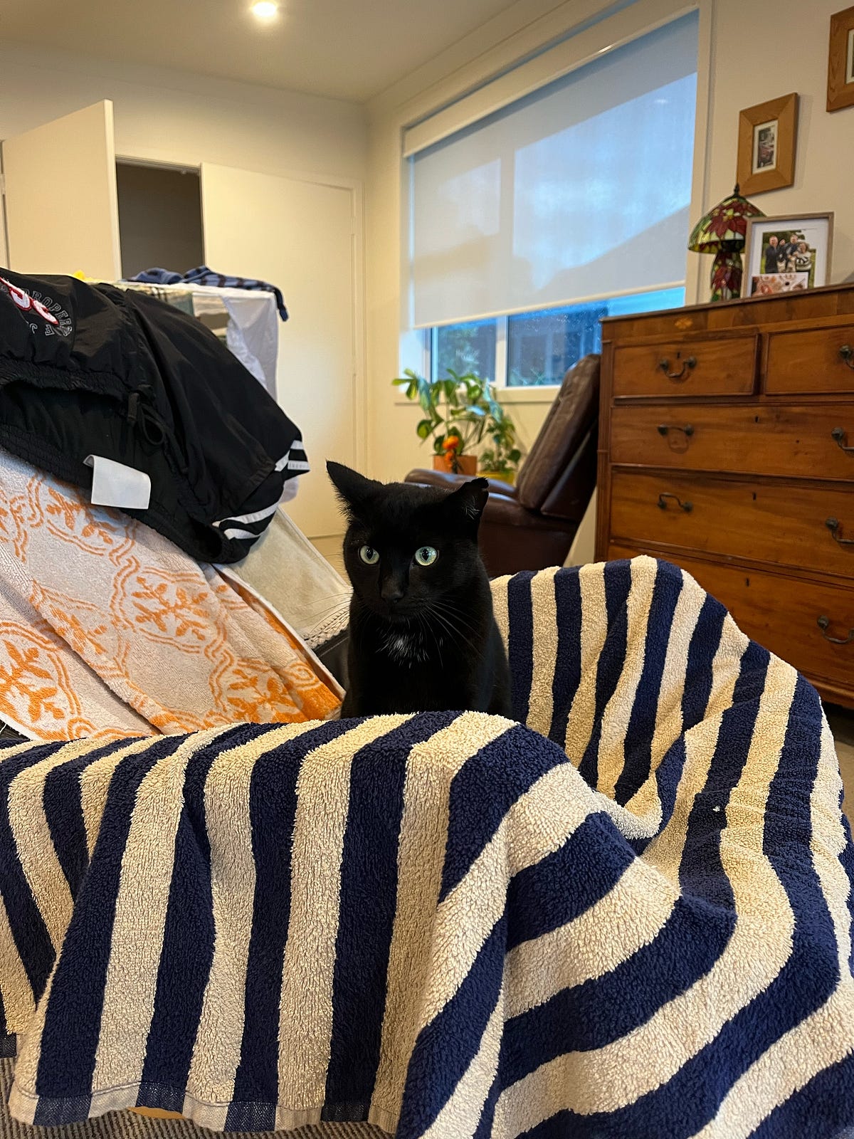 My cat called Nick. Written about my cat, except this story… | by Poppy ...