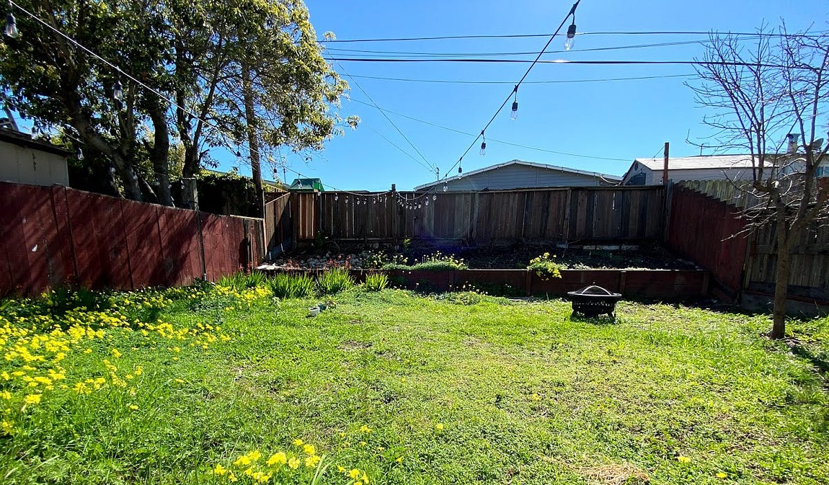My Backyard in the Bay. (I’m not okay) | by Amanda Spiller | Weeds ...