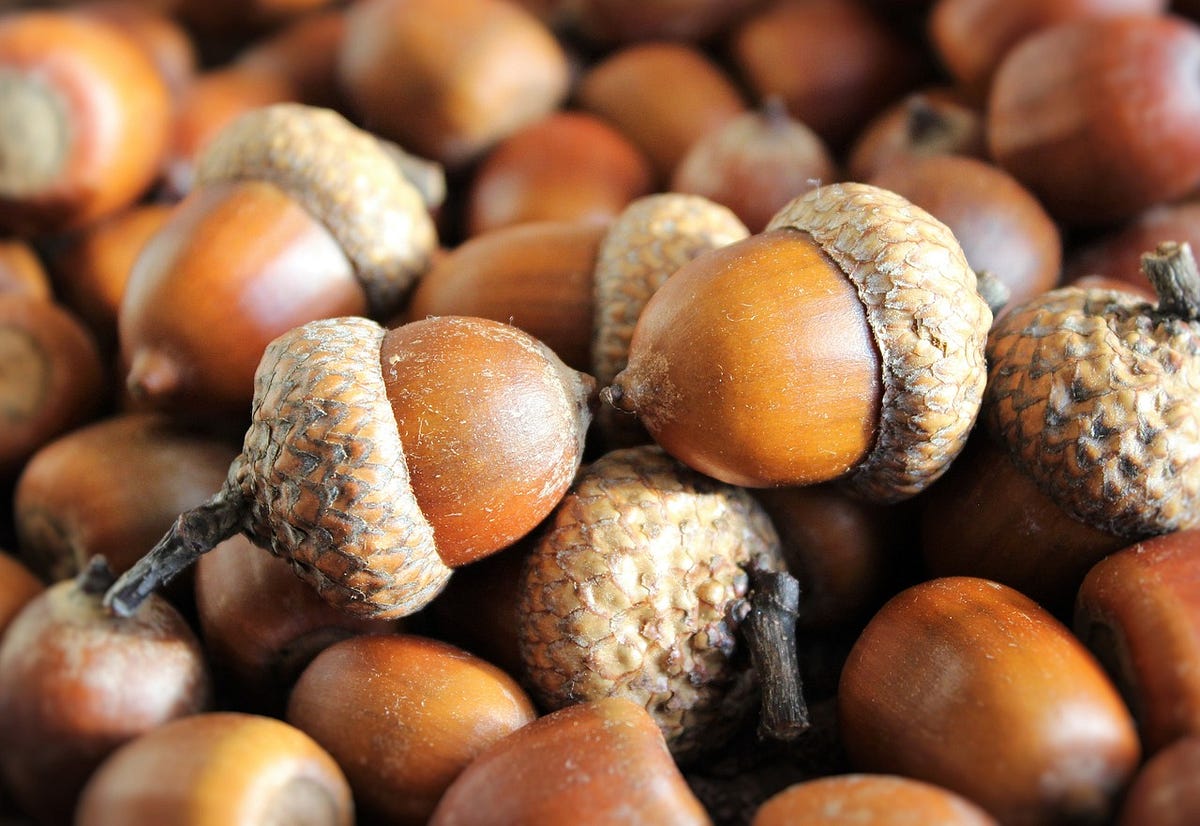 I was Born as an Acorn. I was once born an acorn. I couldn’t… | by ...