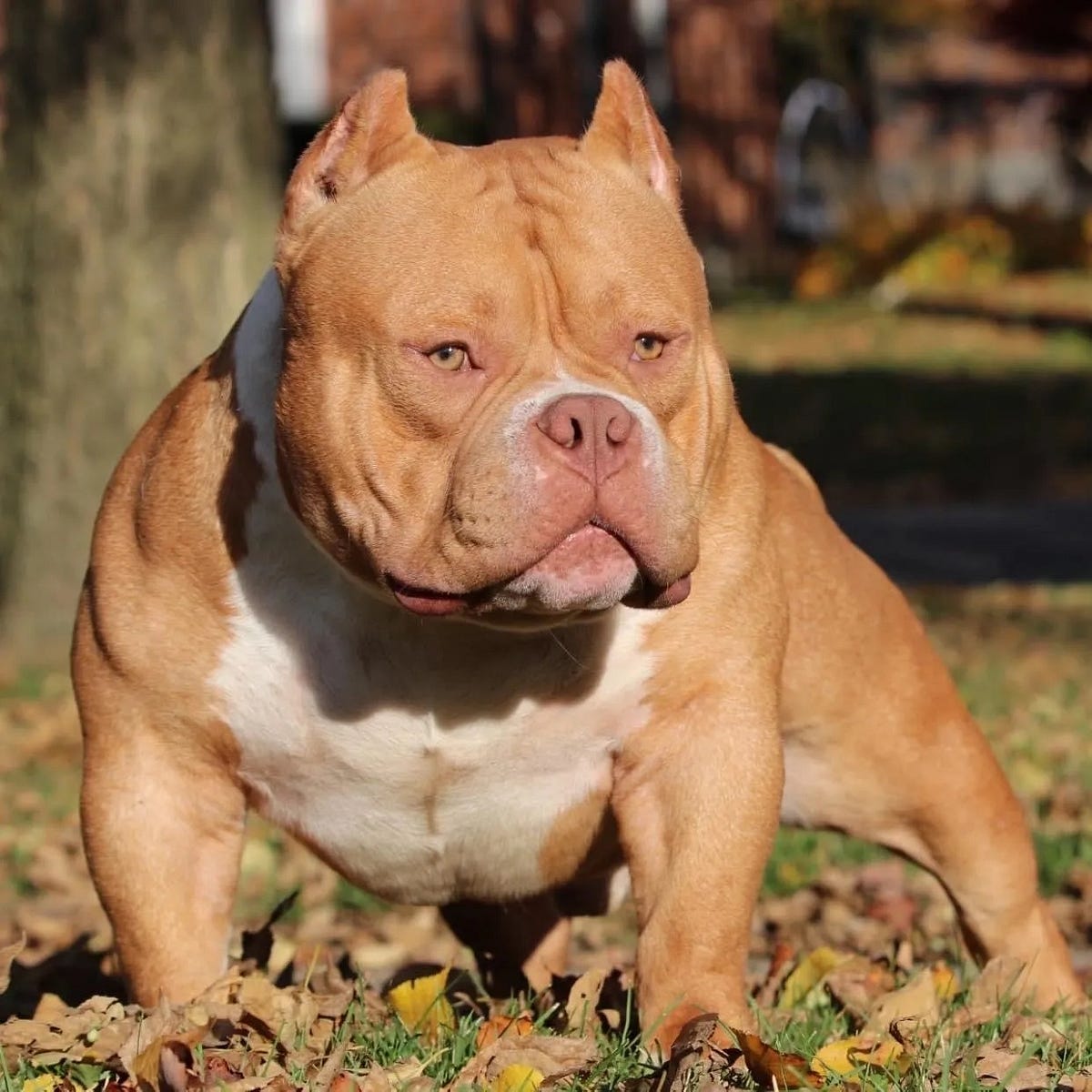 The Friendly Nature of American XL Bully Dogs | by Jayden clough | Sep ...