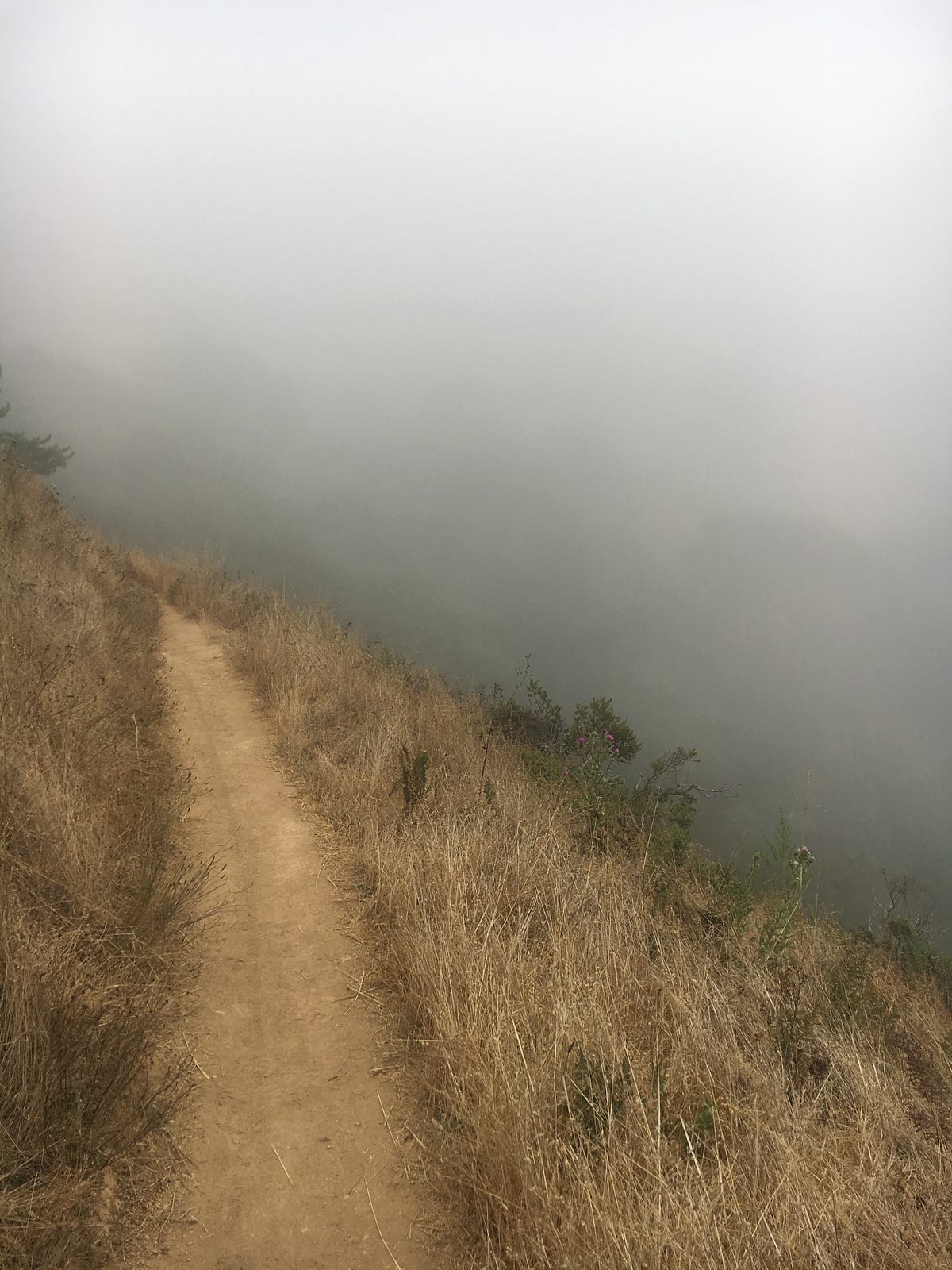 Walking the Path of Uncertainty. the path is not clear | by Samantha ...