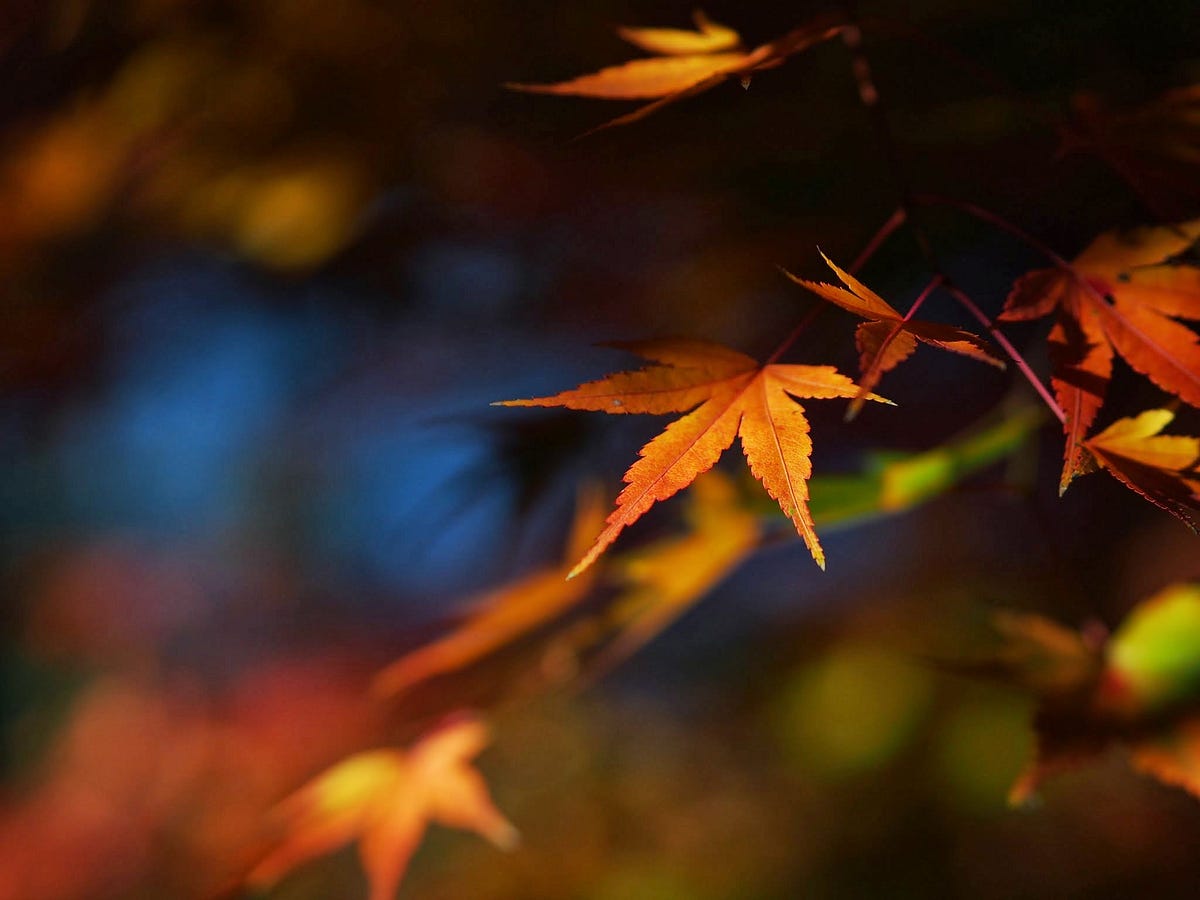 Shin Edogawabashi Park, Tokyo, Japan | by Yasuo Takeuchi | Neutral ...