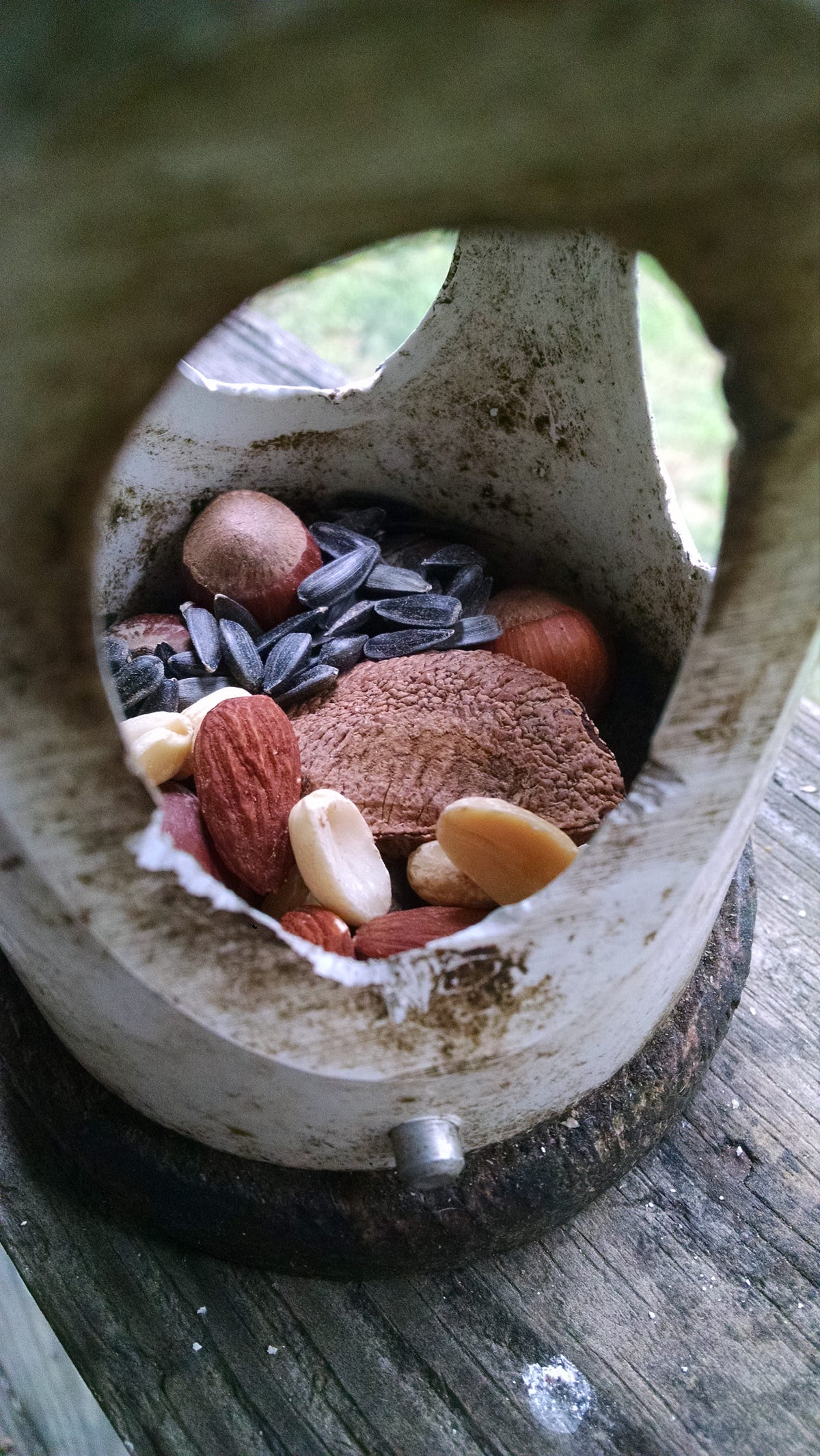 Squirrels (035). The chattering of keys are overcome by… | by DHBogucki ...