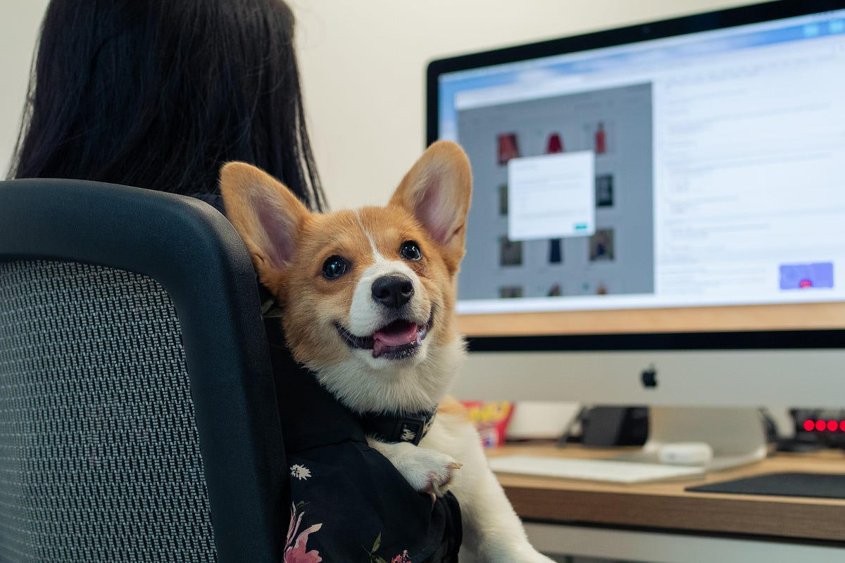 We welcome four-legged employees. At Yellowme, we are convinced pets ...