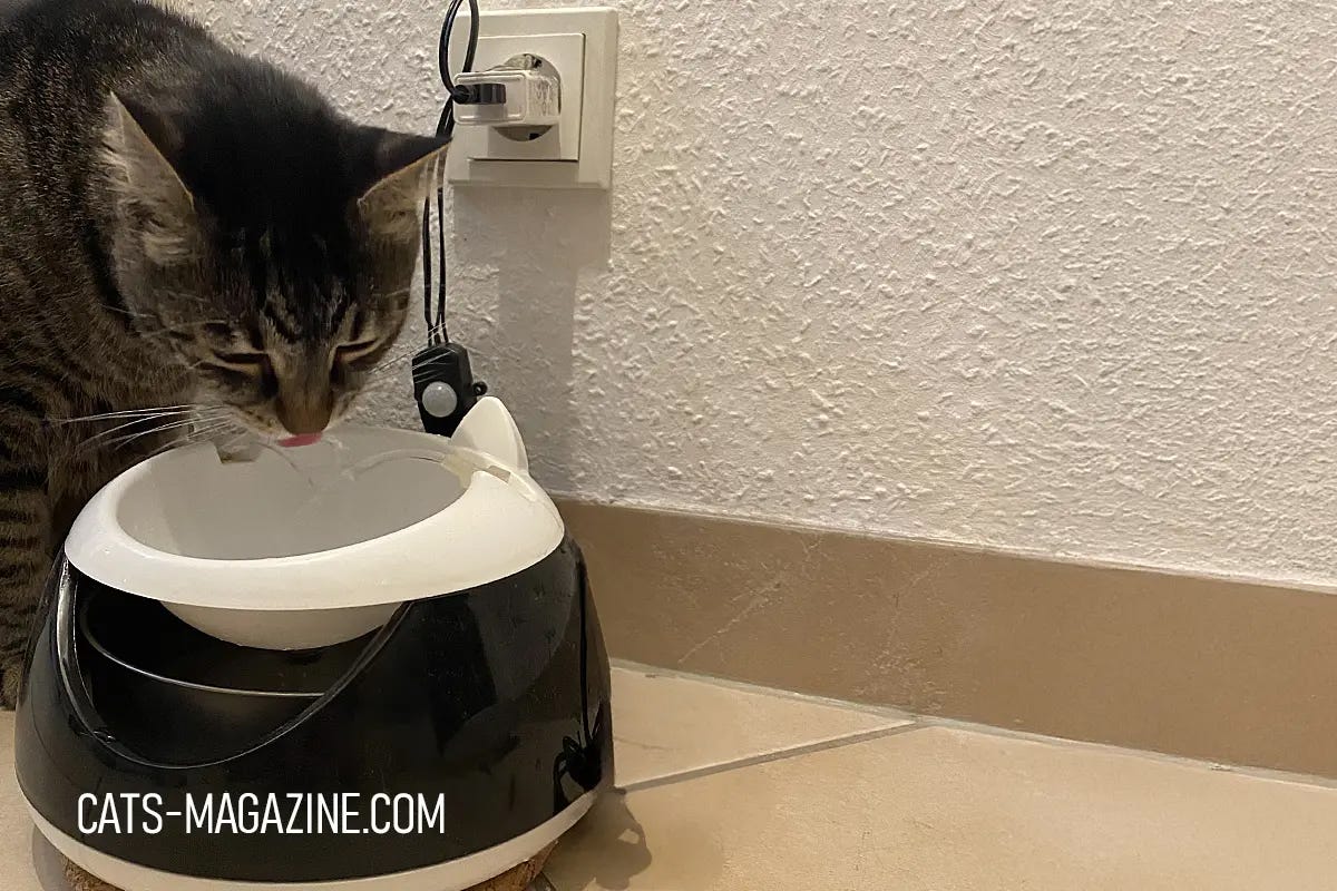 The Day I Realized My Cat Tito Was a Tap-Water Snob (and What I Did ...