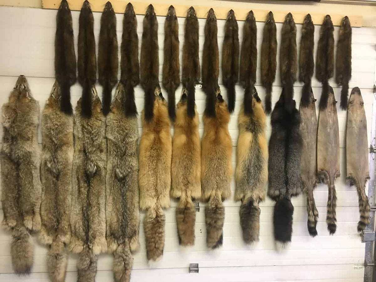 Tanned Wild Fur: Nature’s most durable Good | by ...