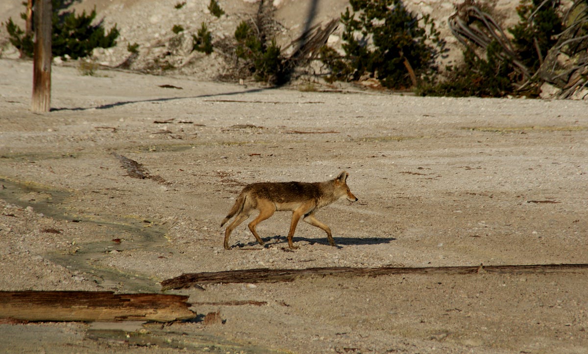 Coyote Sightings In California - The Daily Cuppa - Medium