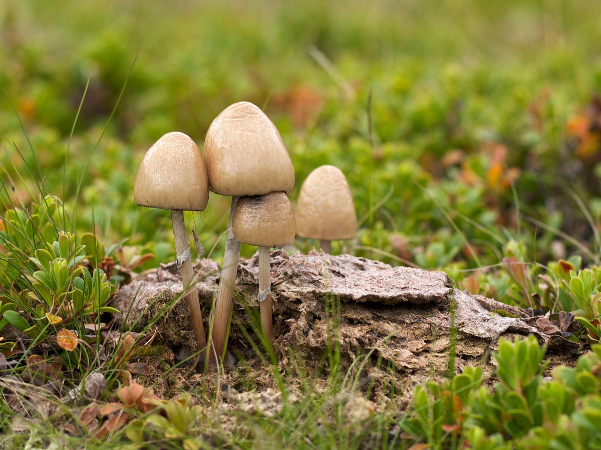 Prehistoric Fungal Spores Reveal Two ‘Waves’ Of Extinction In Colombia ...