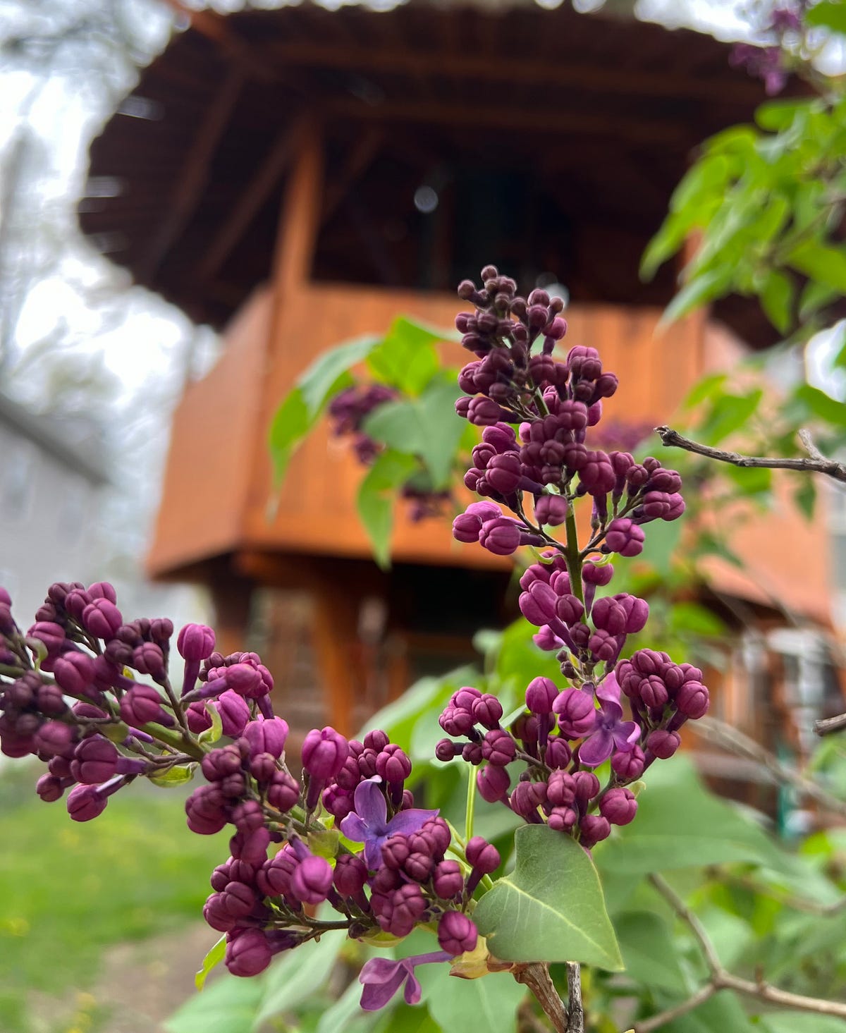 Every Year, the Blooms Remind Me. My sister is missing mushrooming ...