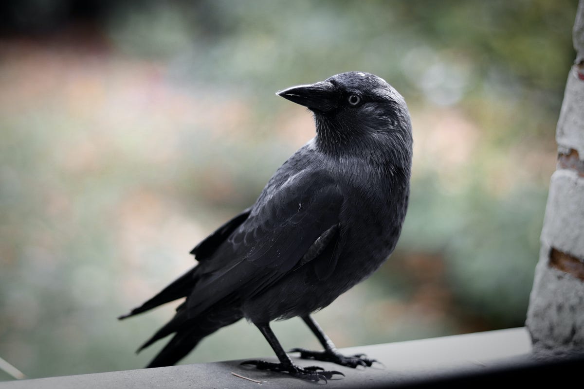 Happy Crow. Watch the black bird strut! | by Rose Malana | ILLUMINATION ...