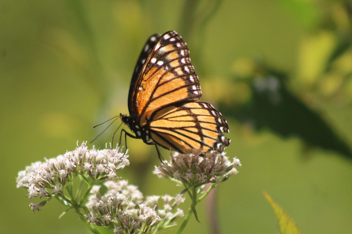 Importance of Being Heard. Hey friends, | by Alexander Semenyuk ...