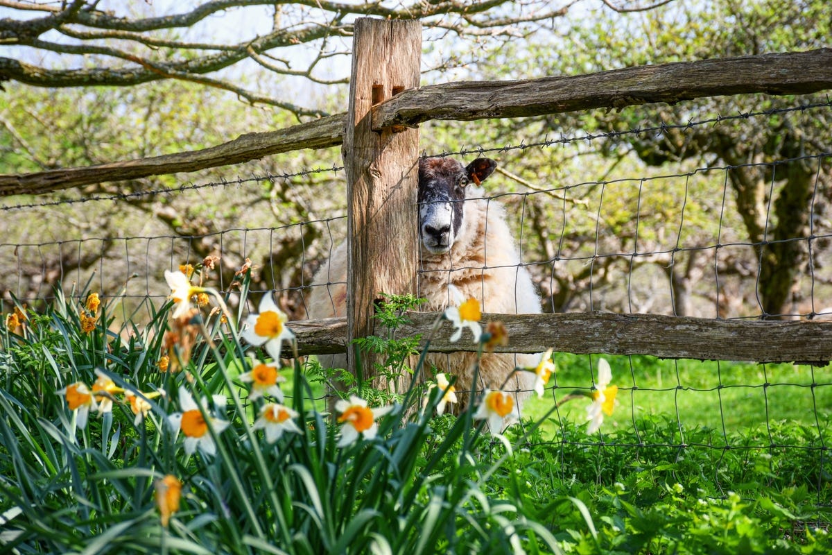 10 Beautiful English Poems About Spring 🌸 | by Pierre Guernier | Medium