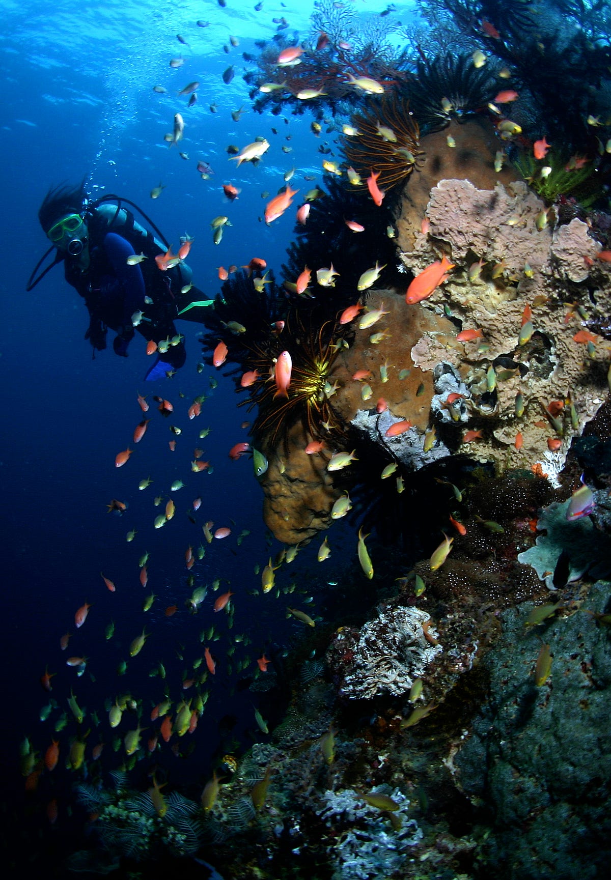 Menyelami Pesona Dunia Bawah Laut | by SPORTS TOURISM | Medium